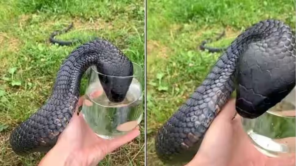 snake drinking water video goes viral|ಬಿಸಿಲ ದಾಹಕ್ಕೆ ಬಾಯಾರಿದ ಸರ್ಪ ! ಗಟ ...