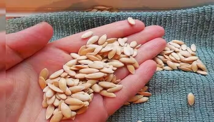 Health Benefits Of Muskmelon Seeds| ಈ ಹಣ್ಣು ಮಾತ್ರವಲ್ಲ ಇದರ ಬೀಜದ ಗುಣ ...