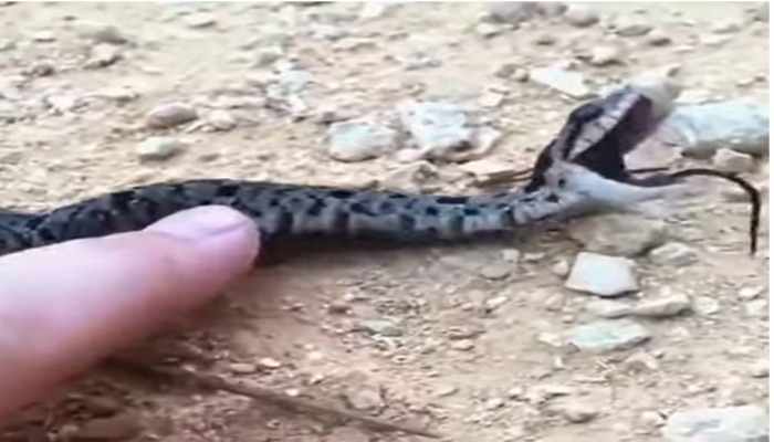 snake laughing viral video | ಮುಟ್ಟಿದೊಡನೆ ಬಿದ್ದು ಬಿದ್ದು ನಗುವ ಹಾವು ...