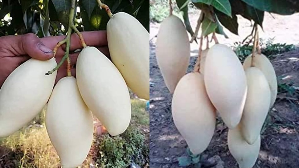 White mango is the medicine for these deadly diseases including cancer ...
