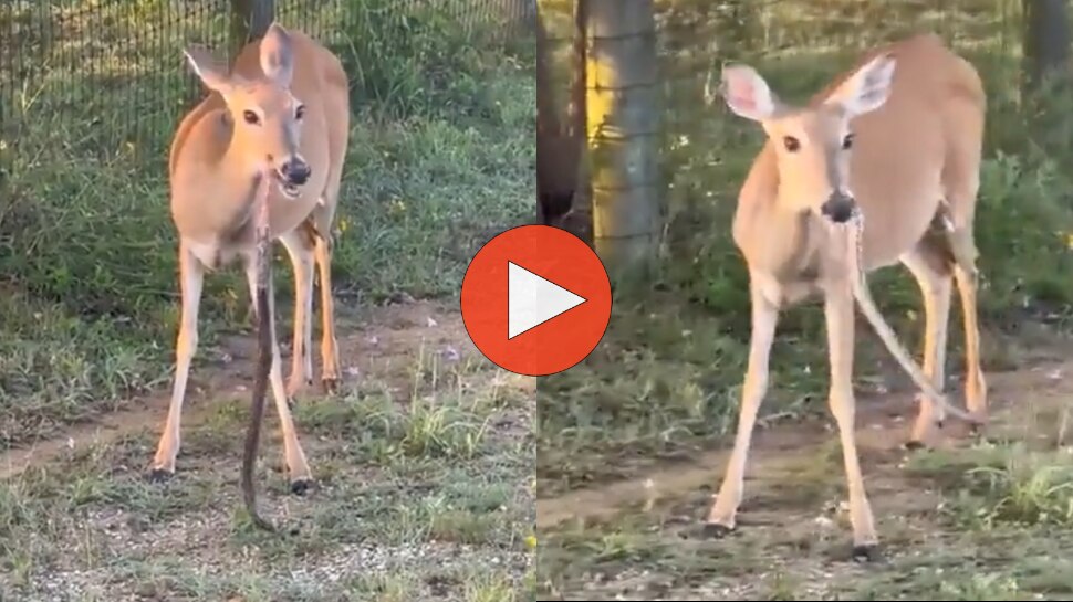 Deer biting and eating a dangerous snake Video gone viral | ಅಪಾಯಕಾರಿ ...