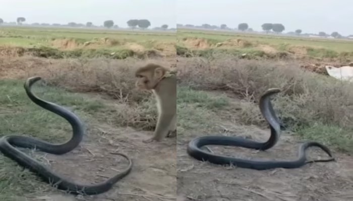 snake and monkey fight viral video |ಬುಸು ಗುಟ್ಟುವ ಹಾವಿನೆದುರು ಕೂಡಾ ಚೇಷ್ಟೆ ...