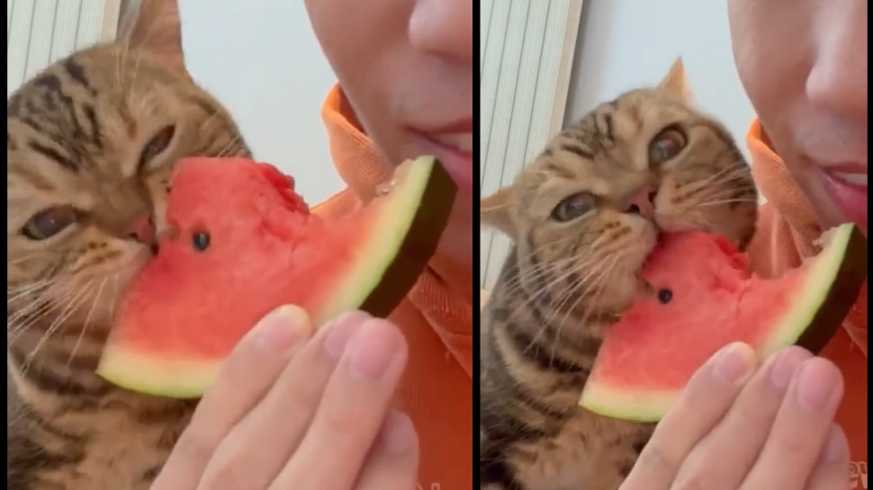 Cute cat eating watermelon video goes viral | ಮೀನು, ಮಾಂಸ ಯಾರಿಗ್ಬೇಕು ...