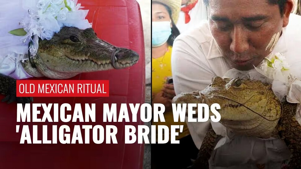 Viral Video: Mexican mayor weds crocodile in harvest ritual |Viral ...