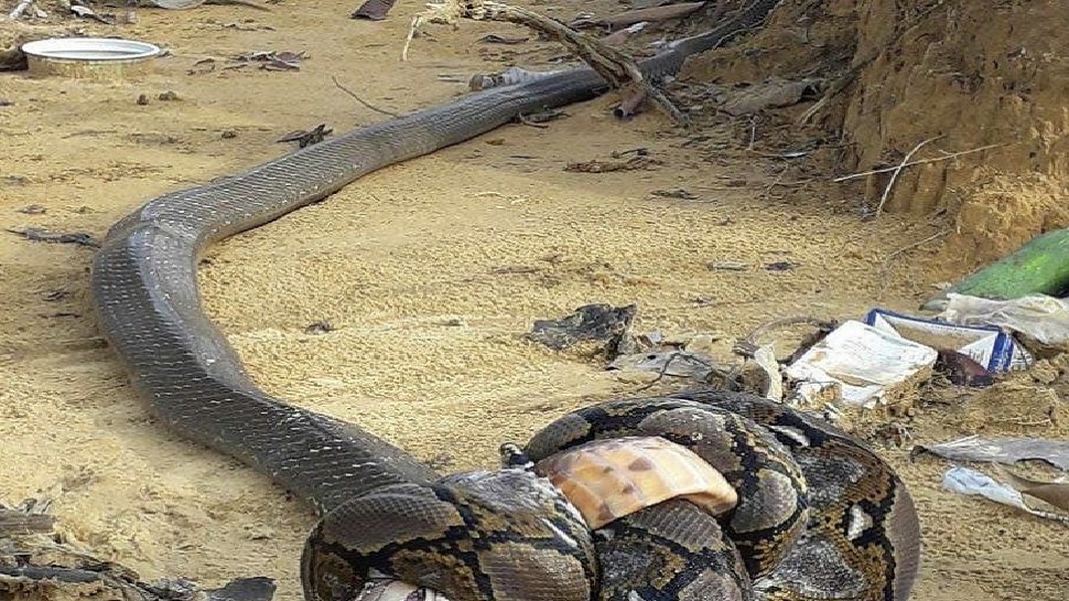 Viral News: Python And King Cobra Battle It Out, Both were Die |Viral ...
