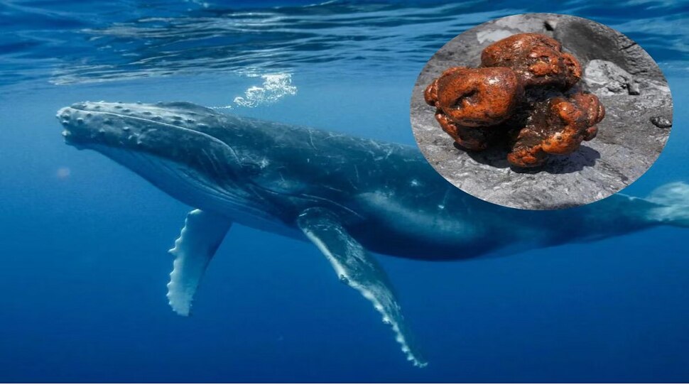 Viral News: 9.5 Kg Of 'Floating Gold' Found In Dead Whale In Canary ...