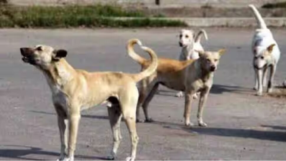 Survey of stray dogs under BBMP to prevent rabies in Bengaluru ...