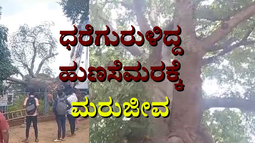 Reviving the historic Savanur s big tamarind tree that fell on 7th July ...