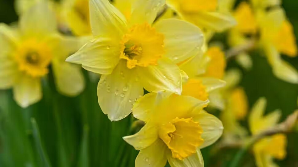 business concept farming of this flower will give handsome income ಈ ...