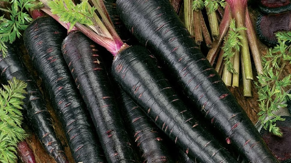 black carrot is enemy for the bad cholesterol in the body ದೇಹದಲ್ಲಿನ ...