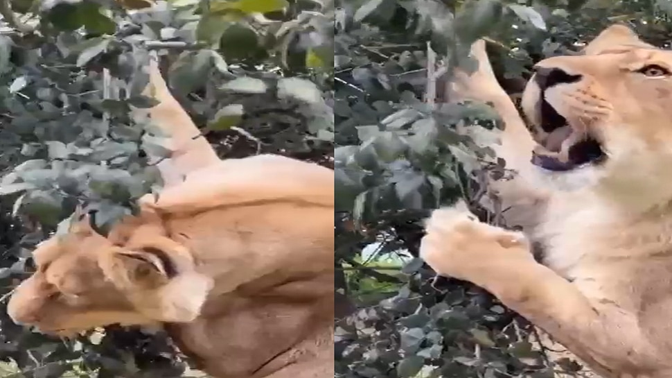 Viral video: jungle king Lion’s leafy feast leaves social media roaring ...