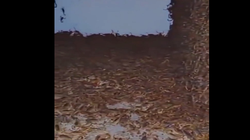 Viral Video: Don't come close to this scorpion kingdom...! | Viral ...