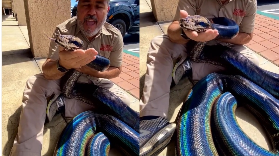 Reticulated python World most beautiful snake video viral | ಇಂದ್ರ ಧನುಷ್ ...