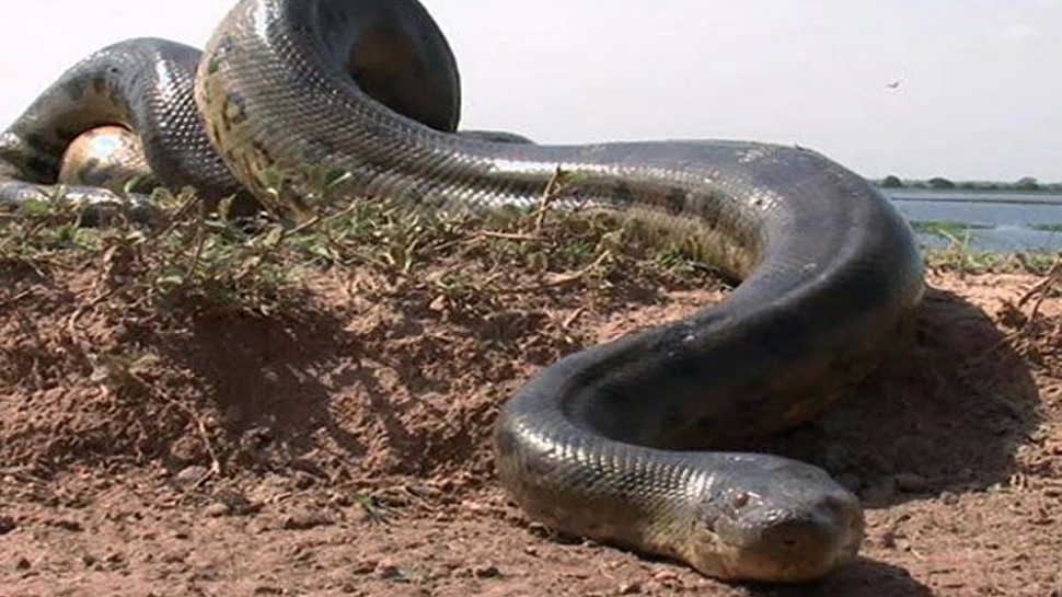 The world's largest king cobra; which swallows python-crocodile in a ...