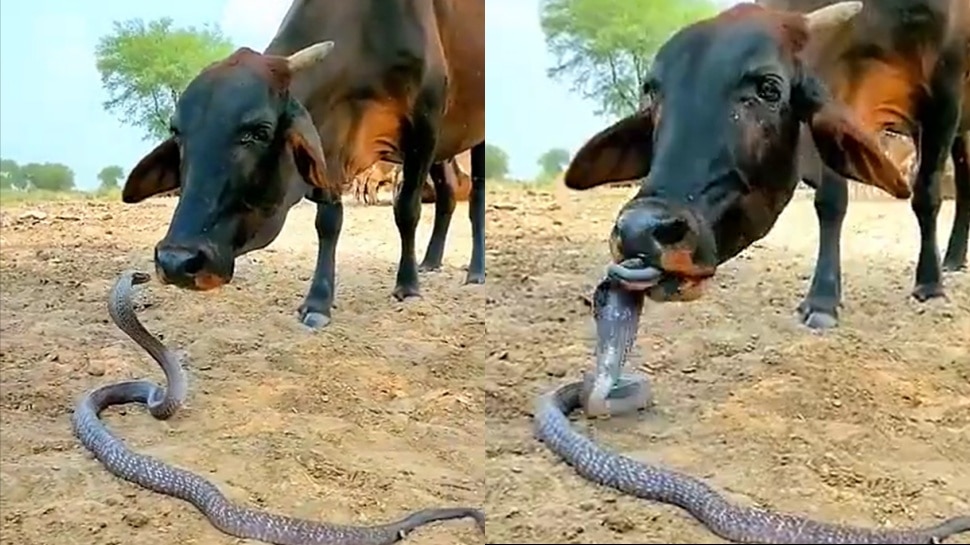 Cow snake video goes viral | ಹಸು ಮತ್ತು ನಾಗರ ಹಾವಿನ ವಿಡಿಯೋ ವೈರಲ್‌ Viral ...