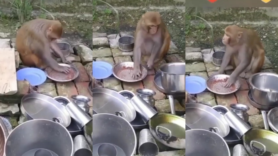 Monkey washing the dishes video goes viral | ಕೋತಿ ಪಾತ್ರೆ ತೊಳೆಯುವ ವಿಡಿಯೋ ...