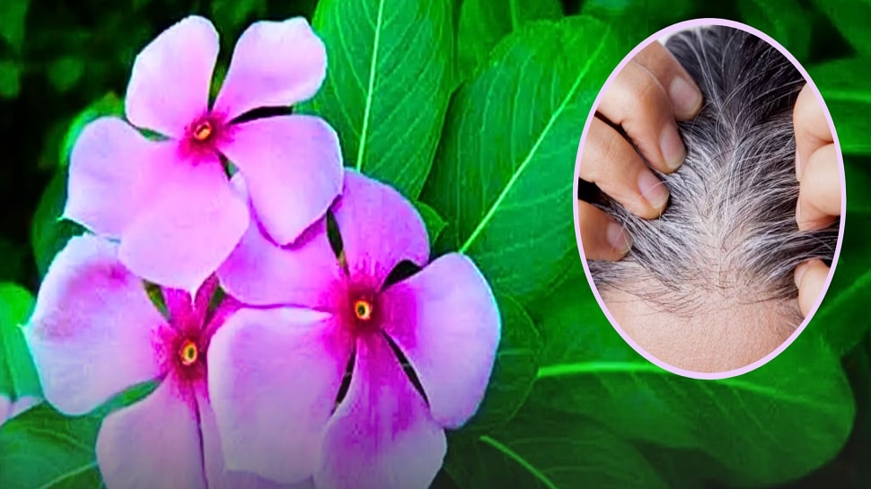 Basavana paada leaves turn white hair permanently black from the roots ...