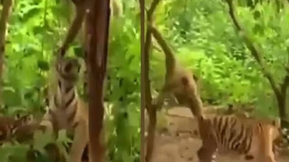 Viral Video : A monkey fighting with a tiger.. See what happened next ...