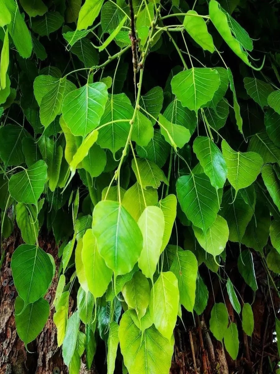 Peepal Leaves Health Benefits drinking peepal tree leaves water empty ...