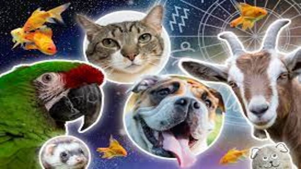 These pets bring wealth and prosperity; Their picture kept in the house ...