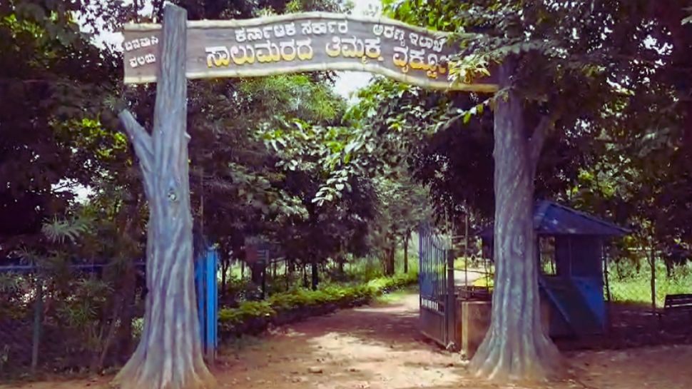 A digital touch to Thimmakka Garden in Salumara, Banavasi | ಬನವಾಸಿಯ ...