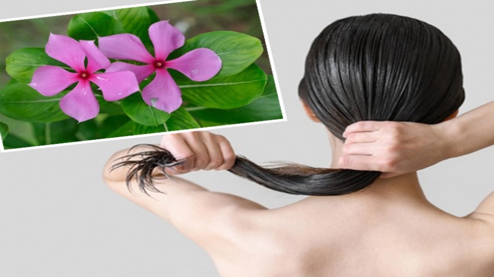 sada pushpa flower and leave for white hair | ಈ ಹೂವಿನ ಪೇಸ್ಟ್ ಅನ್ನು ...