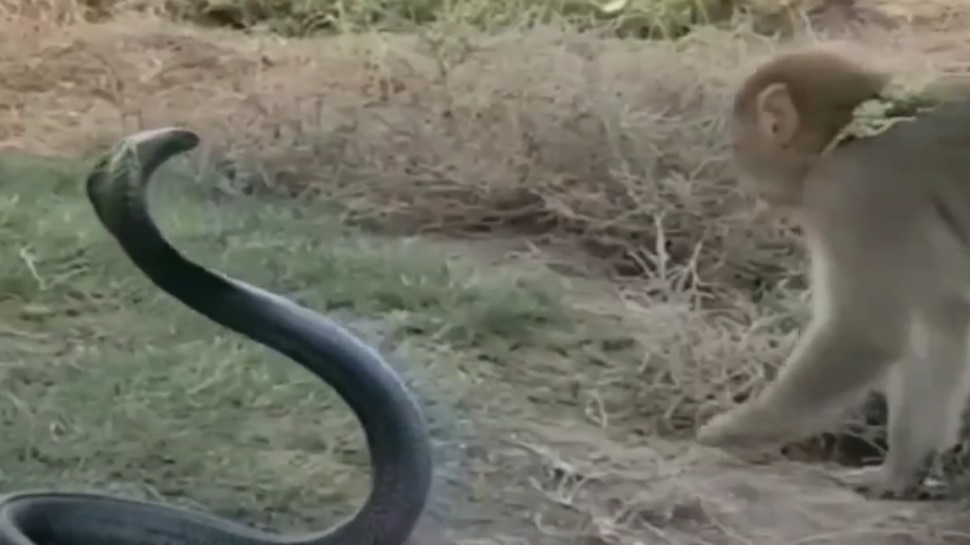 Monkey pulling snake tail video has gone viral |ಹಾವಿನ ಬಾಲ ಹಿಡಿದು ಎಳೆಯುವ ...