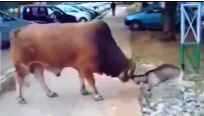 viral video looking at little goats confidence giant bull steps back in ...