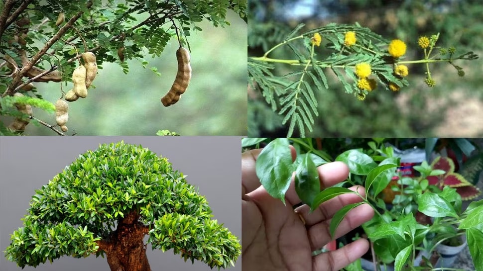 home vastu tips these trees near your home will bring misfortune ಈ ...