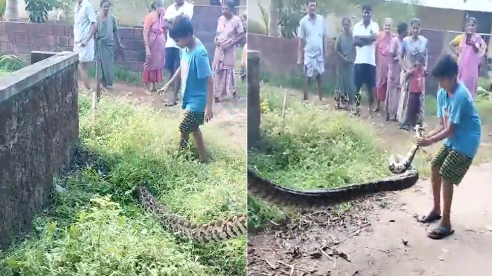viral video this minor aged boy succeeded to arrest a huge python video ...