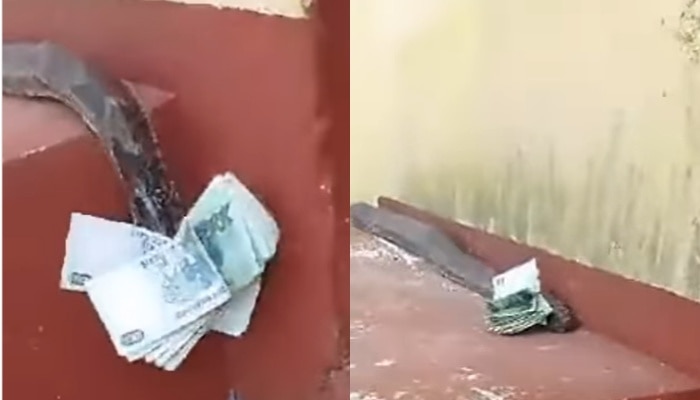 Snake Video Of stealing money and escaping silently | ಹಾವು ಹಣ ಕದ್ದು ...