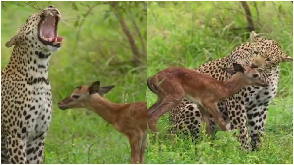 Cheetah take care of baby deer video goes viral | ಪುಟ್ಟ ಜಿಂಕೆ ಮರಿಯನ್ನು ...