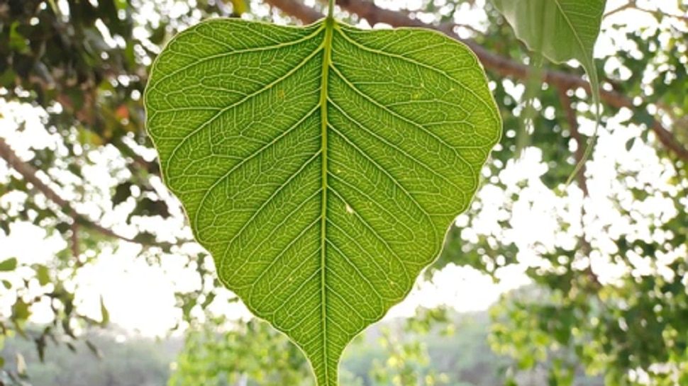 Change your luck with Peepal and Paan leaves; do these remedies for ...