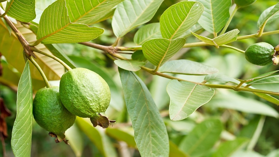 Health Benefits of Eating Guava Leaves on Empty stomach| ಬರೀ ...