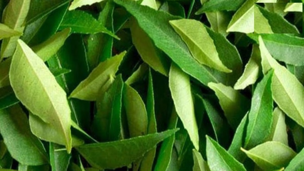 Chewing curry leaves on an empty stomach in the morning will not cure ...