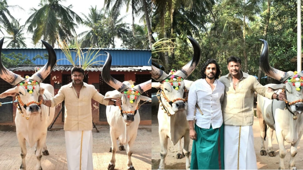 ದೊಡ್ಮನೆ ಕುಡಿಯ ಜೊತೆ ಫಾರ್ಮ್‌ಹೌಸ್‌ನಲ್ಲಿ ಕಾಟೇರನ ಸಂಕ್ರಾಂತಿ ಆಚರಣೆ! Darshan ...