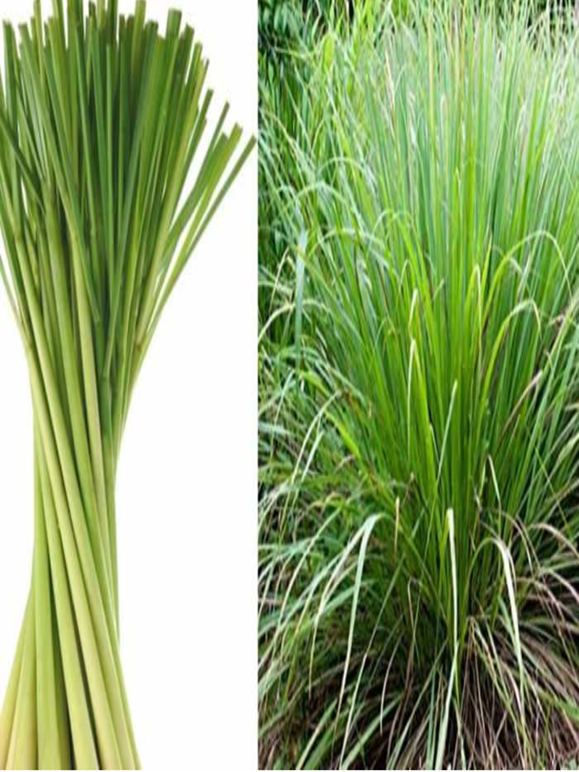 Amazing health benefits of consuming lemon grass juice |ಲೆಮನ್‌ ಗ್ರಾಸ್ ...