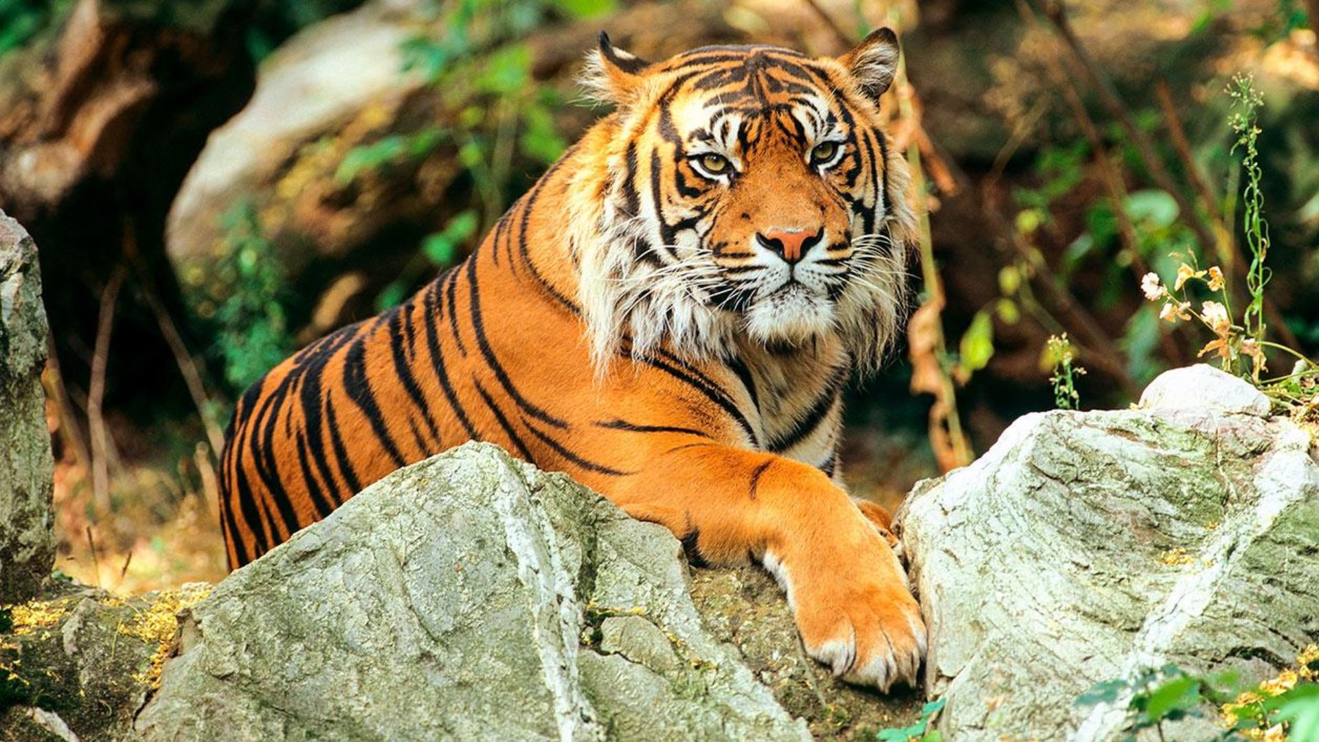 Do you know which animals are found only in our country? |ನಮ್ಮ ದೇಶದಲ್ಲಿ ...