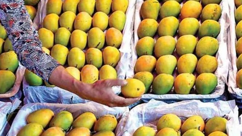 Worried about mango management during summer season? Here are important ...