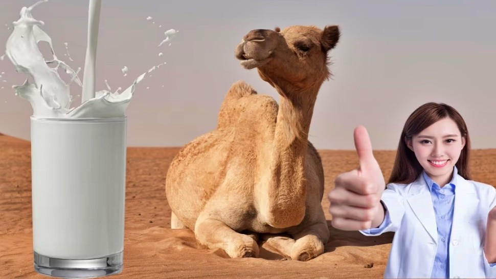 Camel milk health benefits in Kannada | ಲೈಂಗಿಕ ಸಮಸ್ಯೆ, ದೈಹಿಕ ದೌರ್ಬಲ್ಯ ...