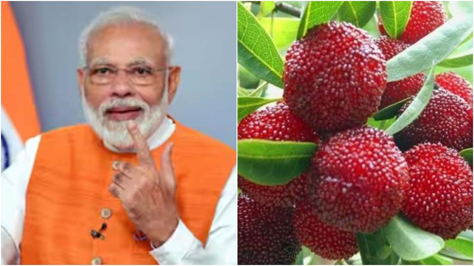 Pm narendra modi favorite kafal fruit health benefits | ಪ್ರಧಾನಿ ಮೋದಿ ...