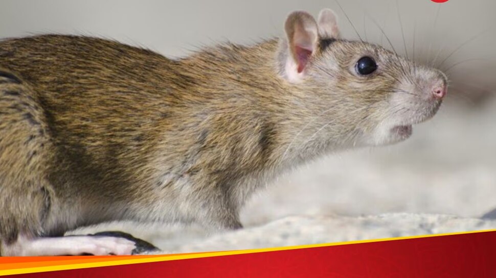 Follow these 5 easy steps to control rats..! | ಇಲಿಗಳ ನಿಯಂತ್ರಣಕ್ಕೆ ಈ 5 ...