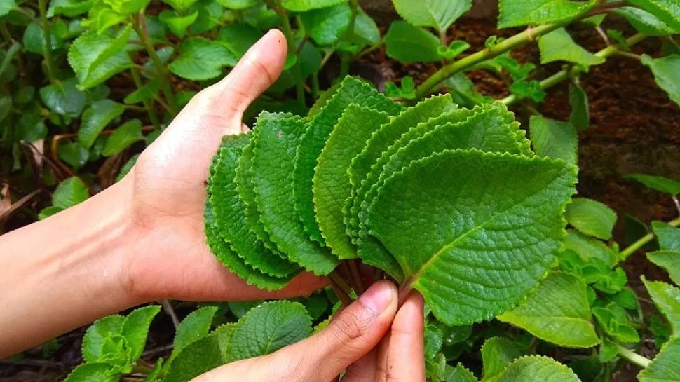 Health Tips: Amazing health benefits of Doddapatre leaves |Health Tips ...