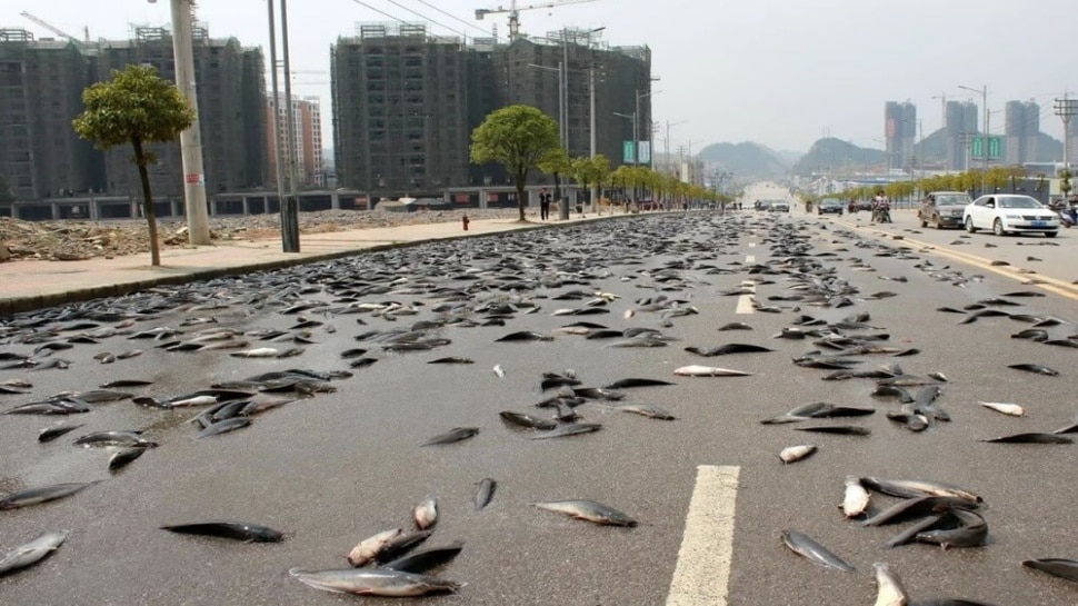 fish rain viral video|ಬರೀ ಮಳೆಯಲ್ಲ ಇದು ಮತ್ಸ್ಯ ಮಳೆ ! ಮಳೆಯೊಂದಿಗೆ ಆಗಸದಿಂದ ...