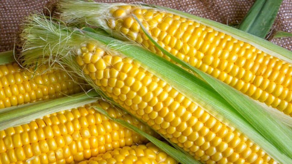 Health Benefits of Sweet Corn | ಸ್ವೀಟ್ ಕಾರ್ನ್ ತಿನ್ನುವುದರಿಂದ ಆಗುವ ಲಾಭಗಳು ...