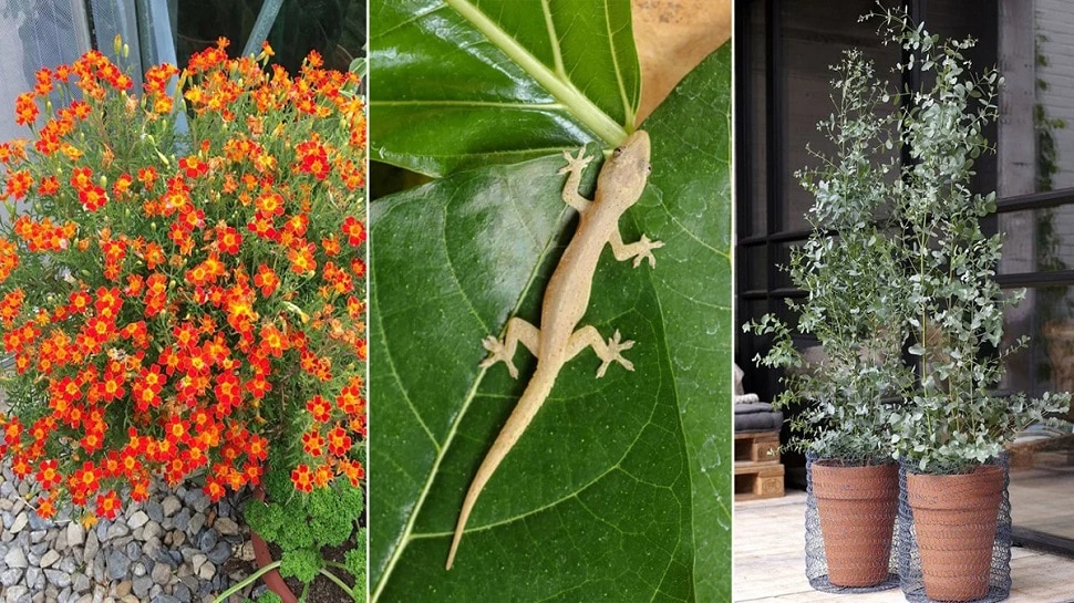 Plants that repel annoying insects in the home including lizards| ಮನೆಯ ...