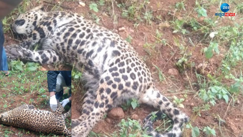 A leopard died after touching an electric wire while coming down from a ...
