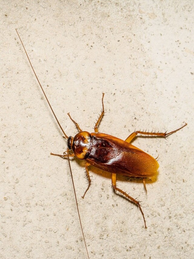 How to get rid of cockroaches in kitchen permanently| ಈ ಟಿಪ್ಸ್ ಟ್ರೈ ...