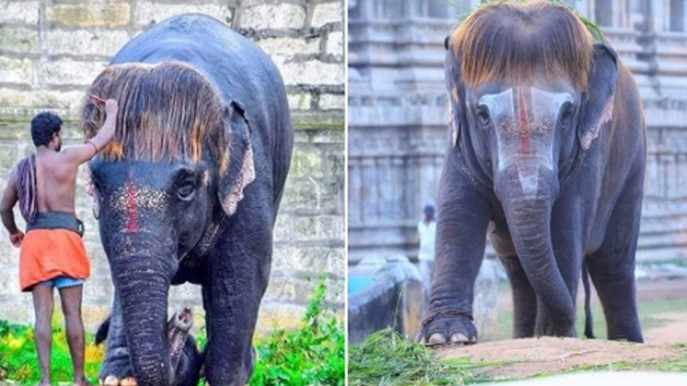 Bob-Cut Sengamalam: An Elephant Famous For Unique Hairstyle ...