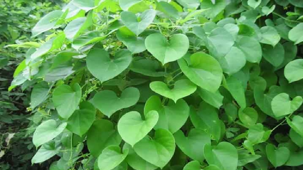 Benefits of Amrutha Balli: Amazing Health Benefits of Amrutha Balli ...